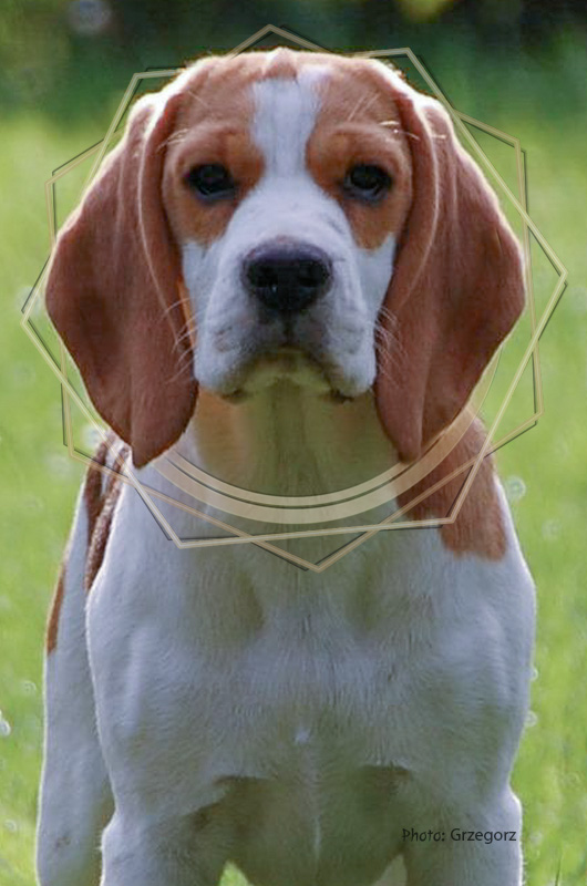 All about Beagle dogs in Southern Africa - Rough Diamond Pets Website