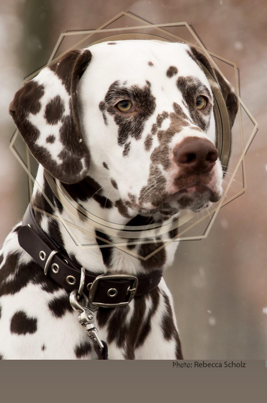 All about Dalmatian dogs in Southern Africa - Rough Diamond Pets Website