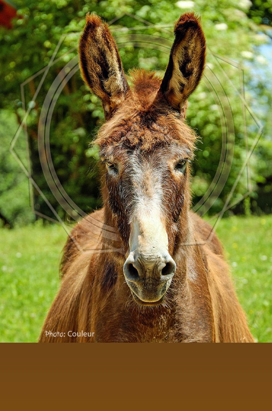 All about the Mule in Southern Africa - Rough Diamond Pets Website