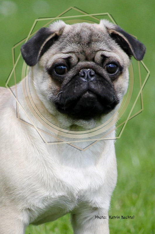 All about Pug dogs in Southern Africa - Rough Diamond Pets Website