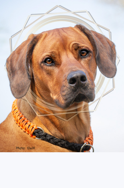 All about Rhodesian Ridgeback dogs in Southern Africa - Rough Diamond ...