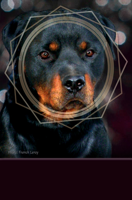 All about Rottweiler dogs in Southern Africa - Rough Diamond Pets Website