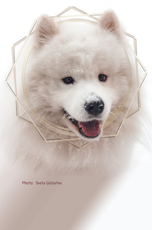 All about Samoyed dogs in Southern Africa - Rough Diamond Pets Website